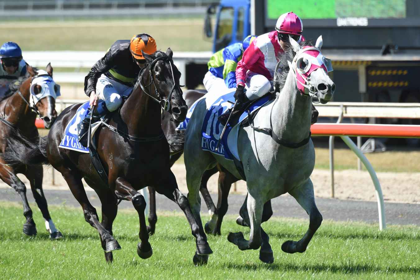 Black Ziggy and Tigidig Tigidig: Two of racings great bridesmaids