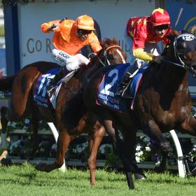 Dissident | Horse Profile, Form Guide & Latest Odds