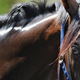 Fiorente | Horse Profile, Form Guide & Latest Odds