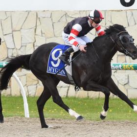 So Si Bon | Horse Profile, Form Guide & Latest Odds