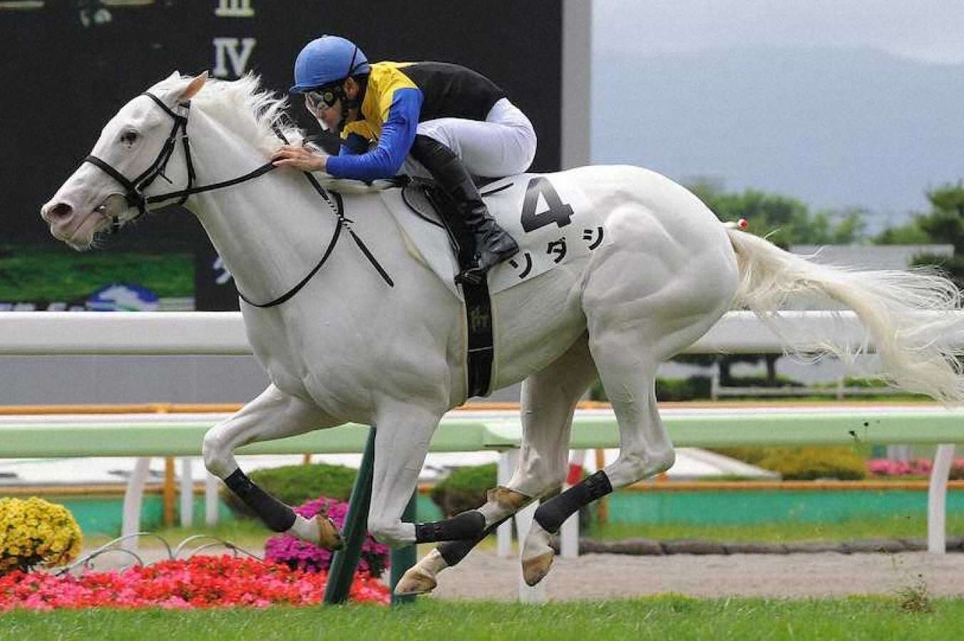 Japanese Racing - Thoroughbred Horse Racing and Breeding Forums - Page 4