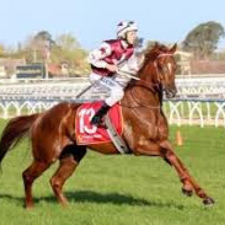 Dr.Falcon User - Punters.com.au